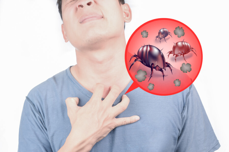 Key facts about dust mites & mattress cleaning from Silent Mites